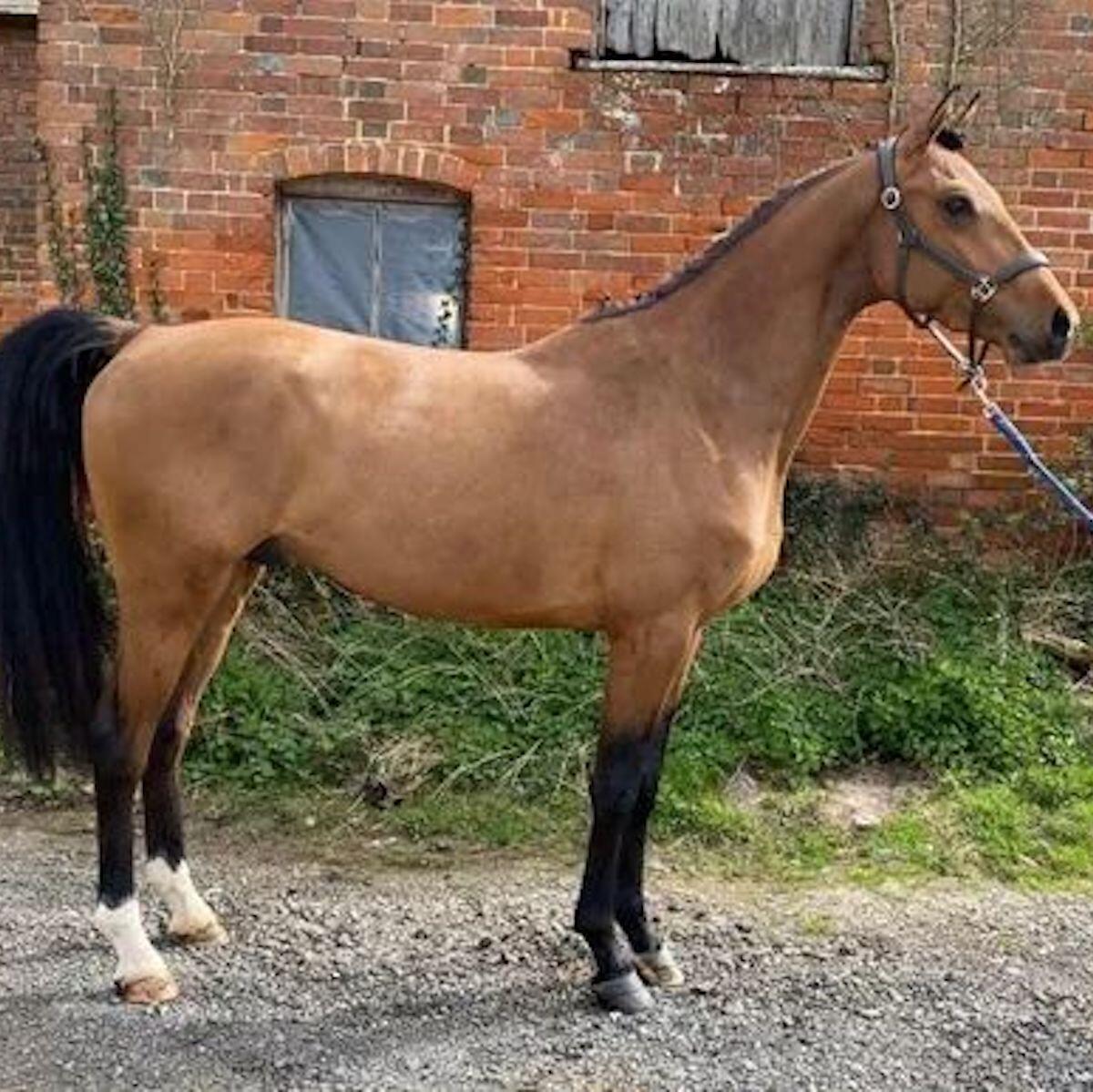 Sport Stallions | Equibreed UK