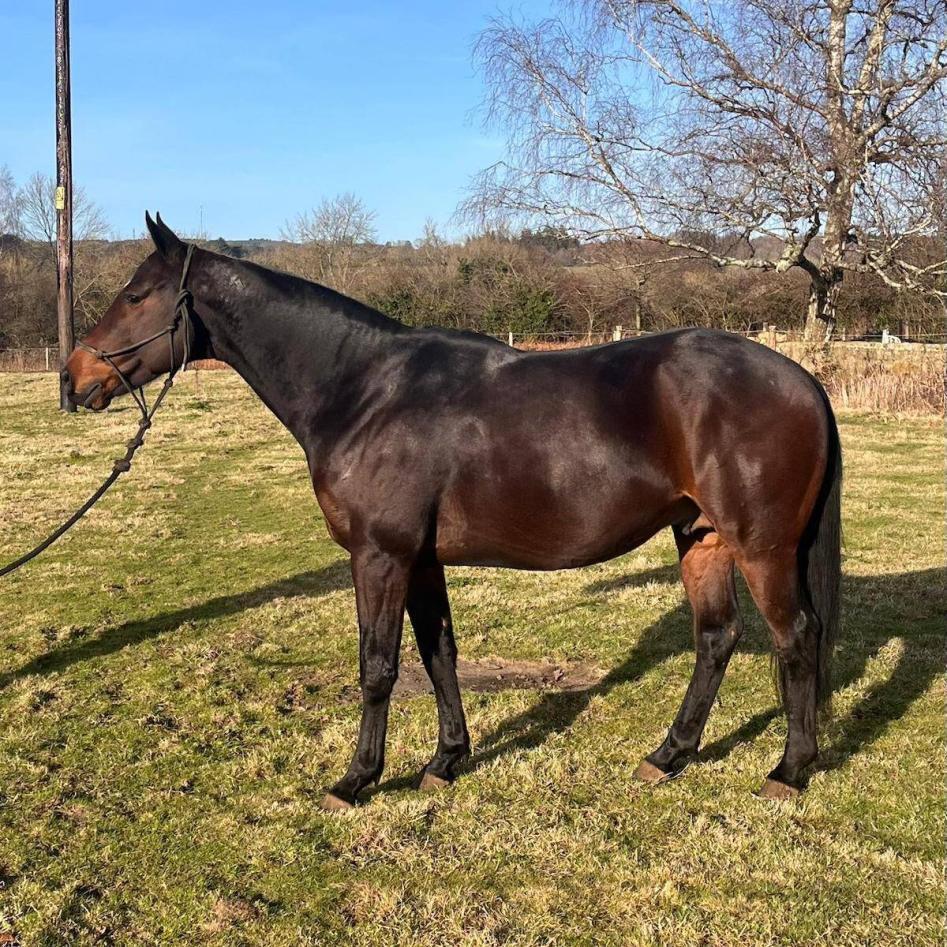 Imperial Fresh Semen Collection & Analysis | Equibreed UK