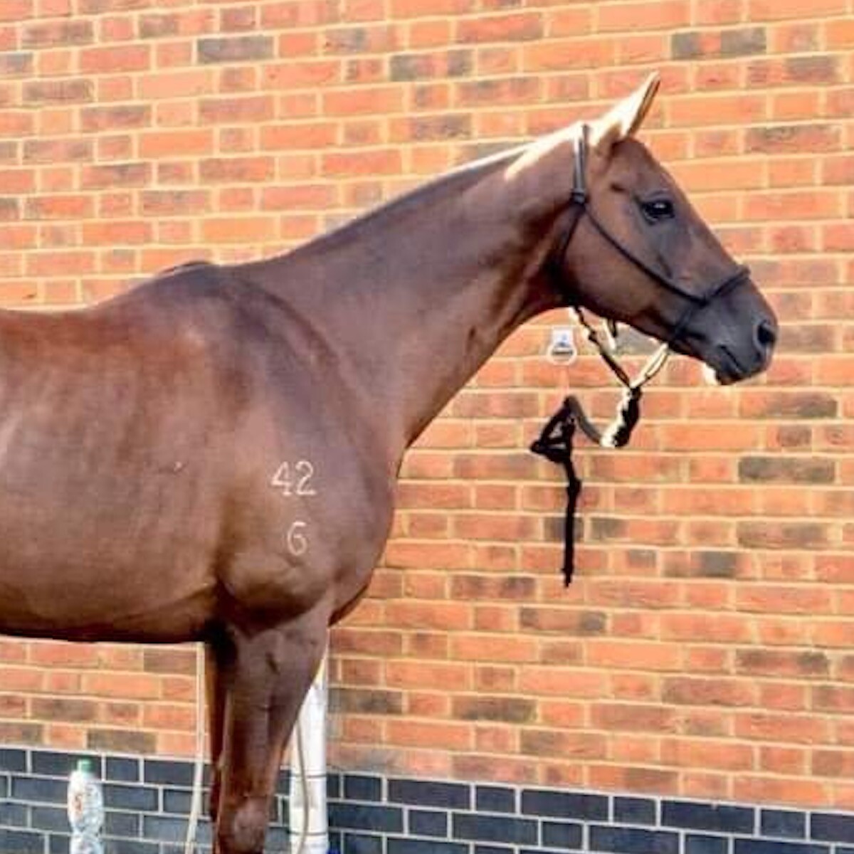 Polo Stallions | Equibreed UK