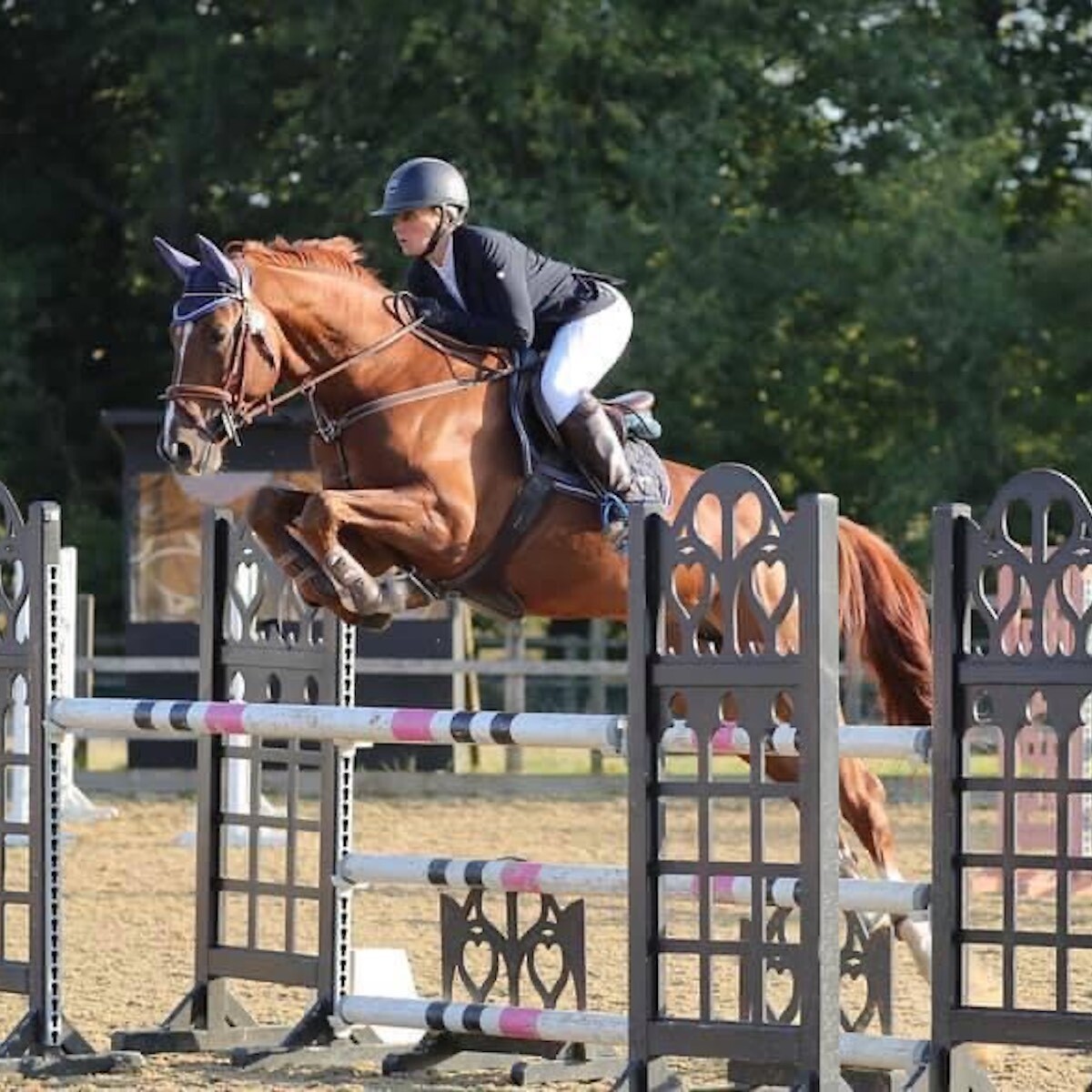 Sport Stallions | Equibreed UK